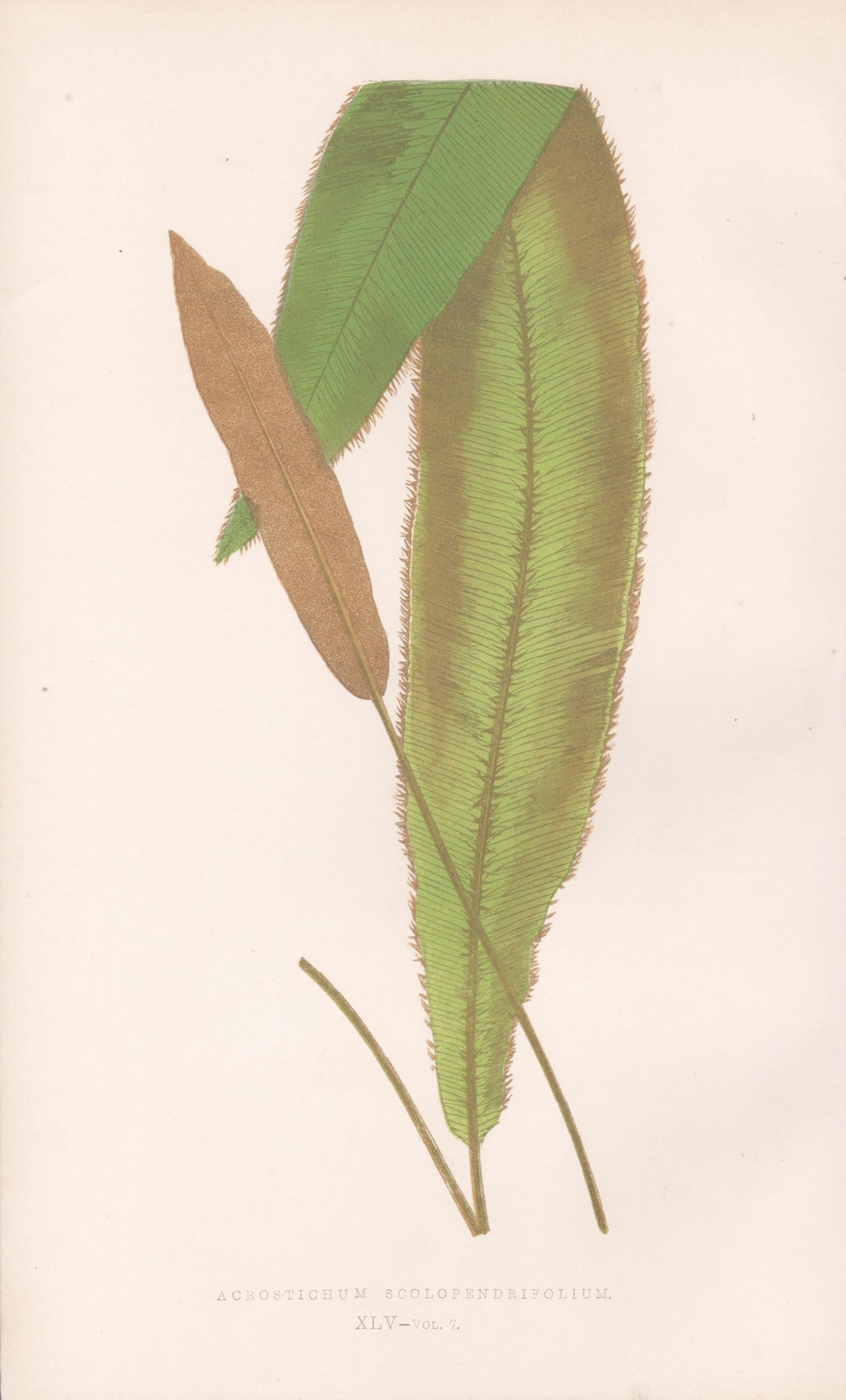 Benjamin Fawcett - Ferns - Acrostichum Crassinerve, antique fern ...