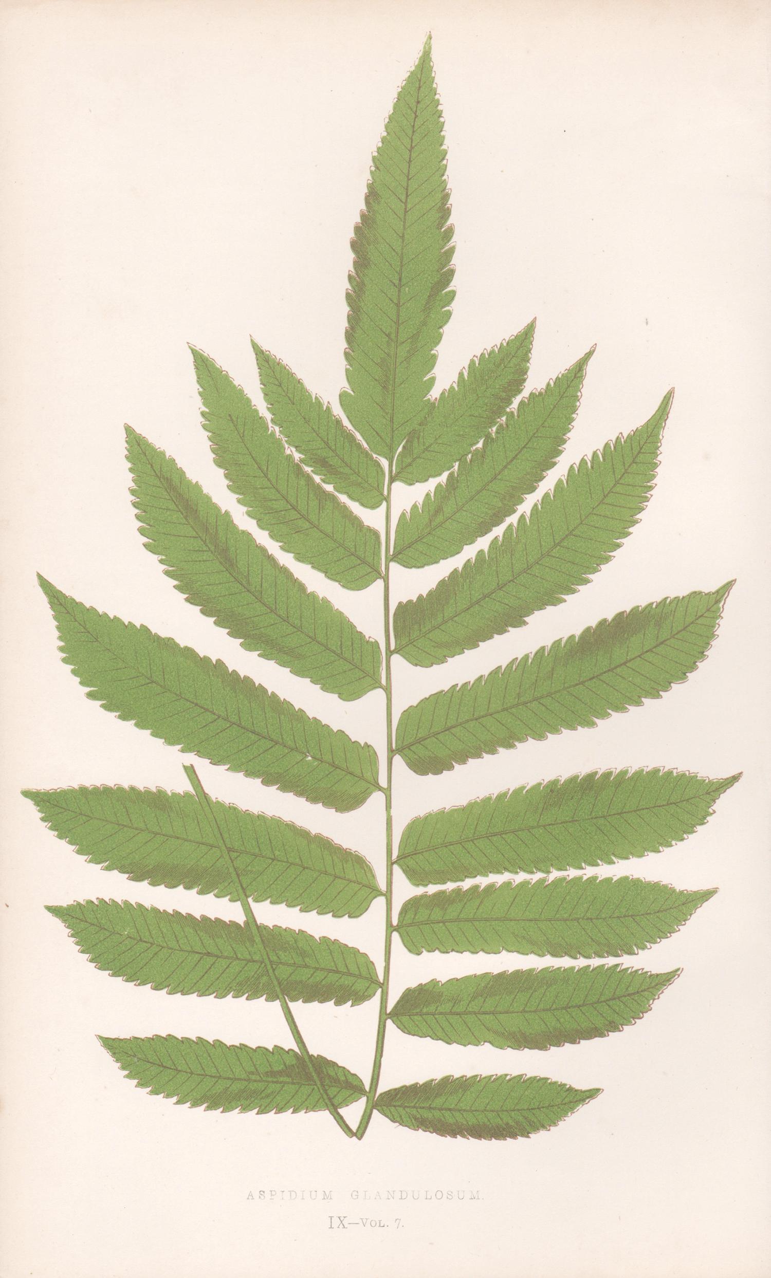 Benjamin Fawcett - Ferns - Nephrolepis Pectinata, antique fern ...