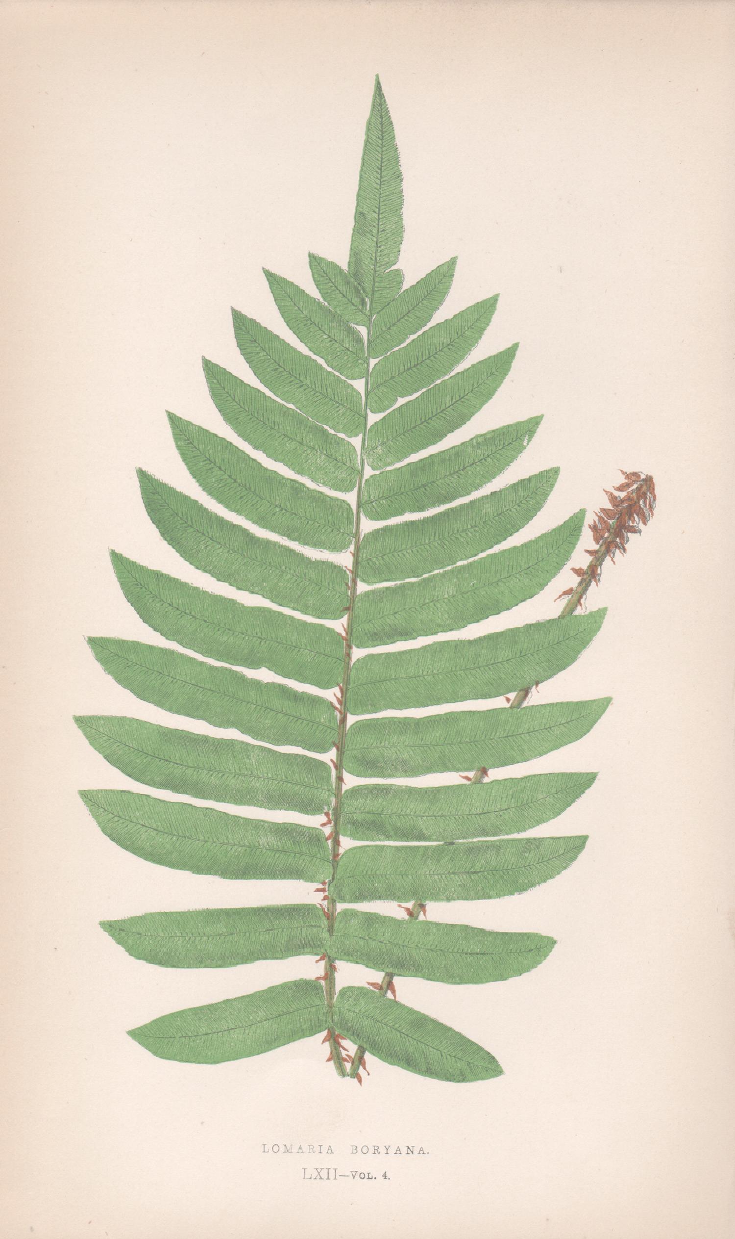 Benjamin Fawcett - Ferns - Lomaria Discolor, antique fern botanical ...