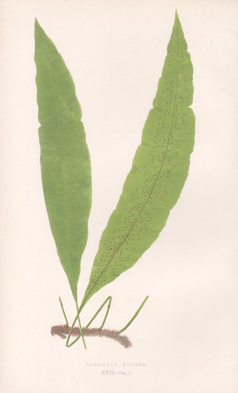Benjamin Fawcett - Ferns - Oleandea Nodosa, antique fern botanical ...