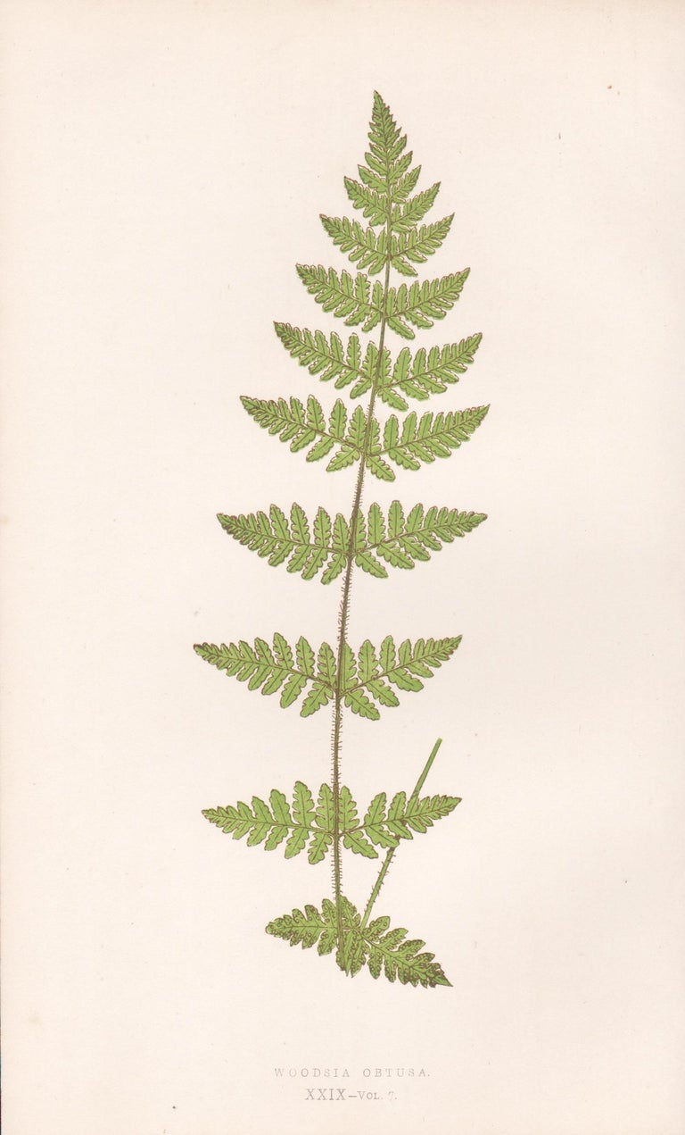 Benjamin Fawcett - Ferns - Woodsia Obtusa, antique fern botanical ...