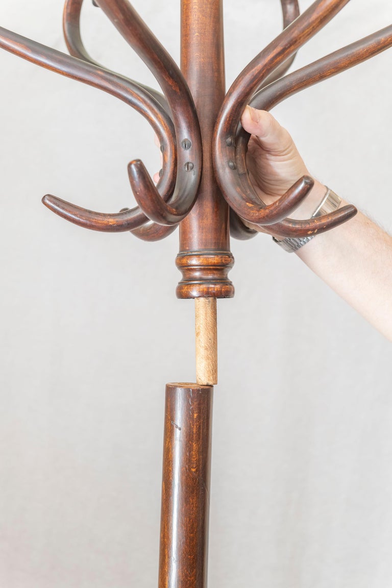 Bentwood Coat Rack, circa 1890 at 1stDibs