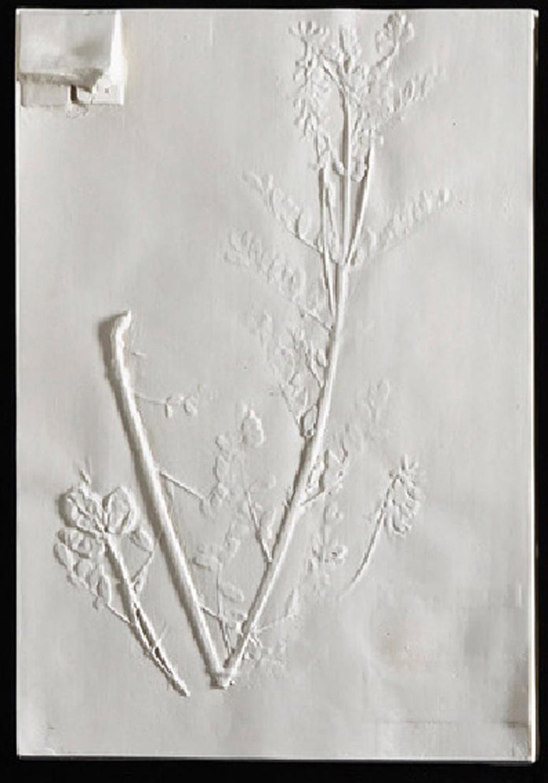 Beth Lipman - WILD MADDER SPECIMEN SHEET (ASTRALAGUS NEGLECTUS) For ...