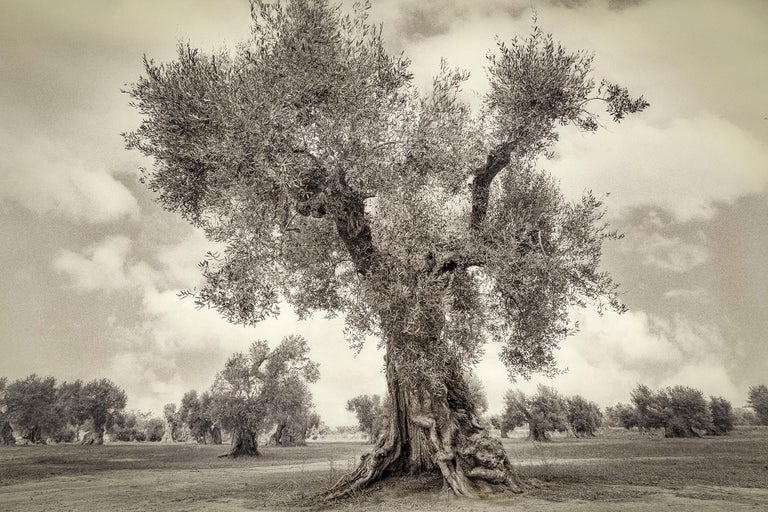 Beth Moon - Alliste II For Sale at 1stDibs