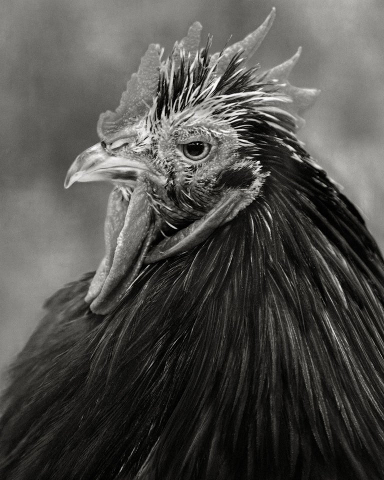 Beth Moon - Cochin For Sale at 1stDibs