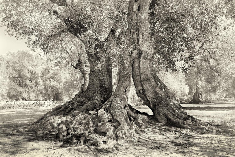 Beth Moon - Felline For Sale at 1stDibs