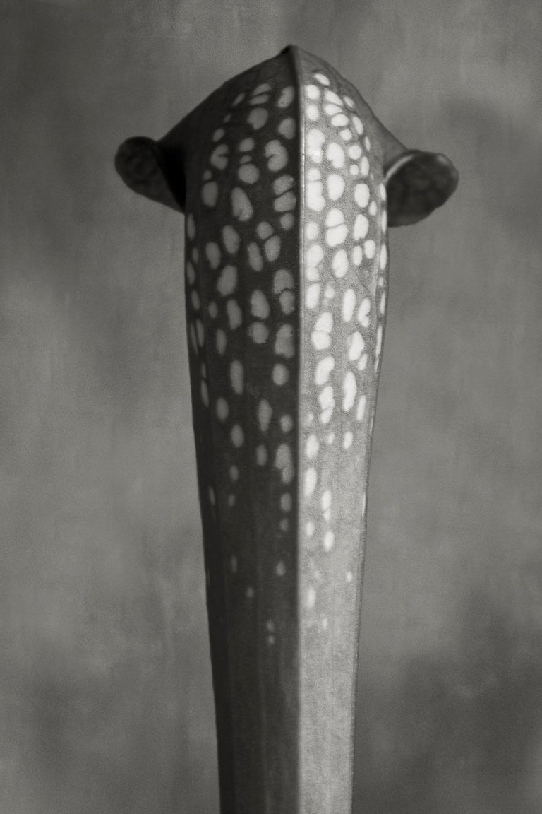 Beth Moon - Hooded Pitcher (back) For Sale at 1stDibs