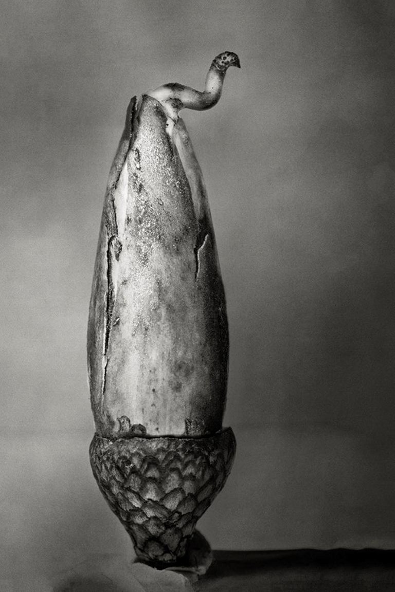 Beth Moon - Oak Seed #10 For Sale at 1stDibs