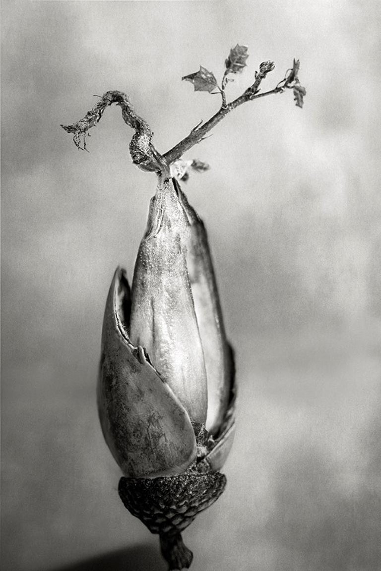 Beth Moon - Oak Seed #15 For Sale at 1stDibs