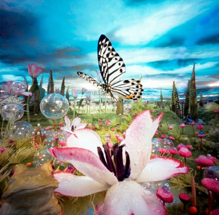 Bethany de Forest - Tulpvlinder Idea Tulip Butterfly Pinhole Photo on ...