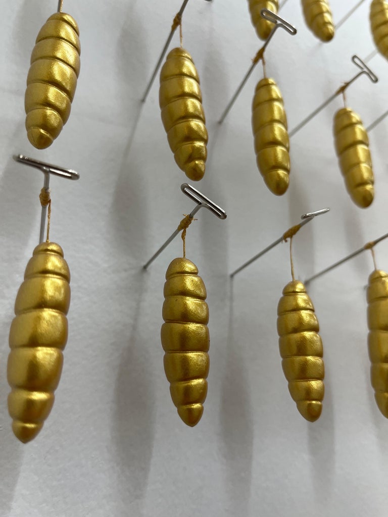 Bethany Krull - Golden Chrysalis Specimen Grid For Sale at 1stDibs