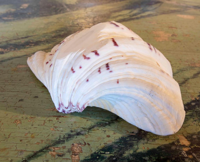 Big Clam Shell Natural Specimen For Sale at 1stDibs
