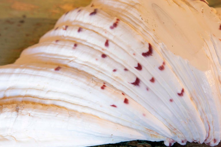 Big Clam Shell Natural Specimen For Sale at 1stDibs