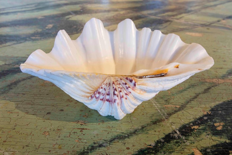 Big Clam Shell Natural Specimen For Sale at 1stDibs