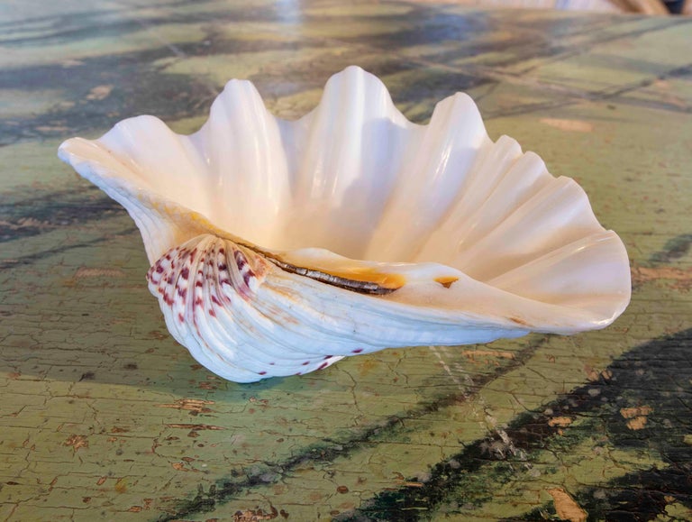 Big Clam Shell Natural Specimen For Sale at 1stDibs