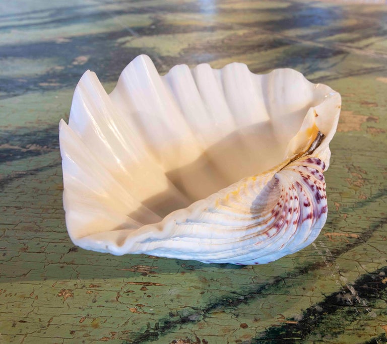 Big Clam Shell Natural Specimen For Sale at 1stDibs