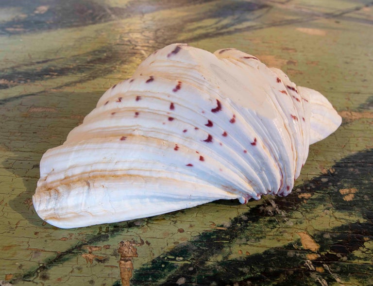 Big Clam Shell Natural Specimen For Sale at 1stDibs