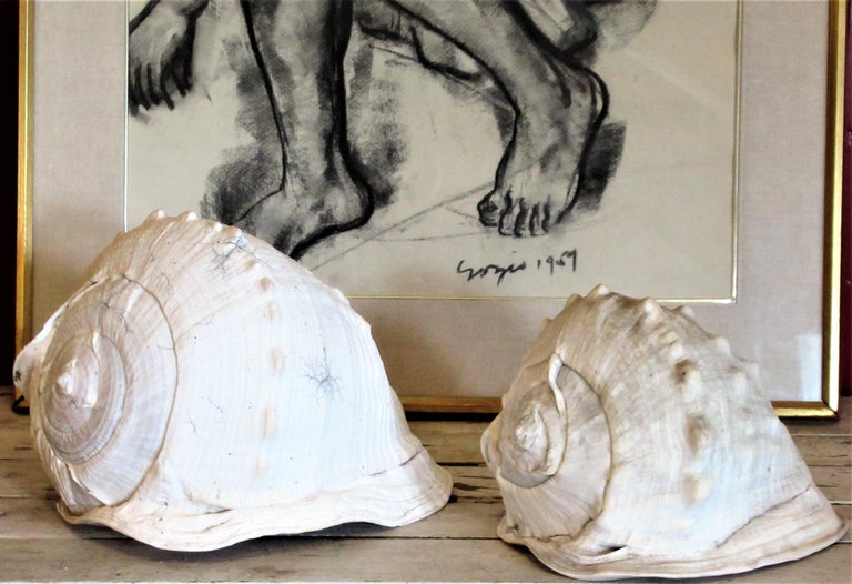 Old Queen Helmet Conch Shell Specimens at 1stDibs | old conch shell ...