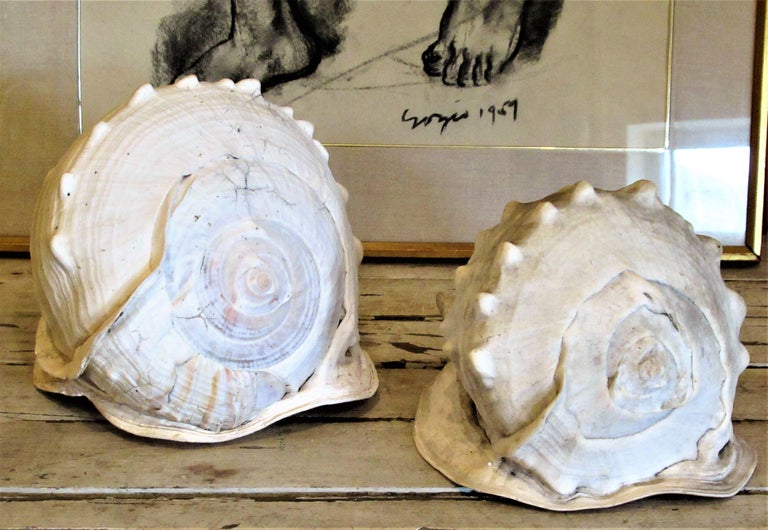 Old Queen Helmet Conch Shell Specimens at 1stDibs | old conch shell ...