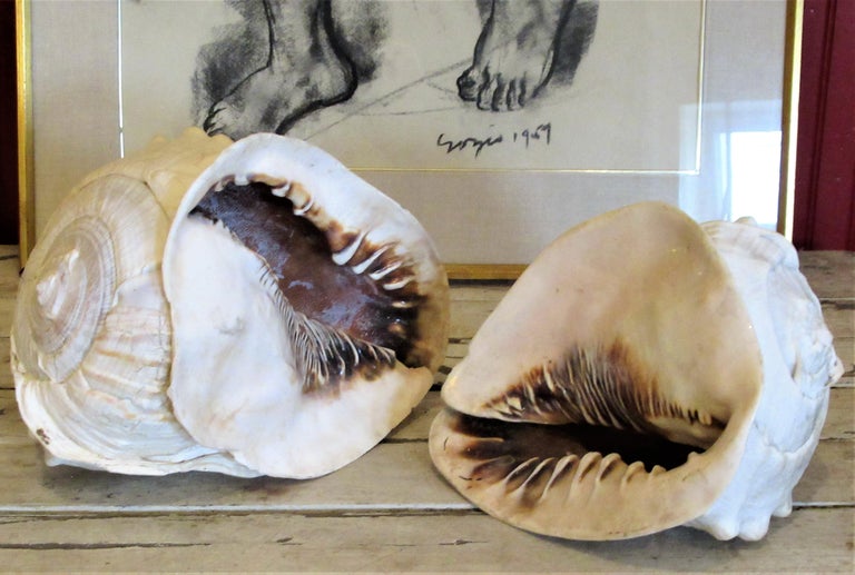 Old Queen Helmet Conch Shell Specimens at 1stDibs