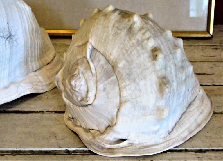 Old Queen Helmet Conch Shell Specimens at 1stDibs | old conch shell ...