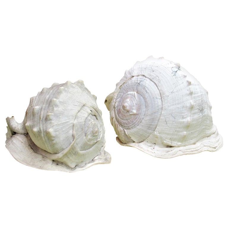 Old Queen Helmet Conch Shell Specimens at 1stDibs
