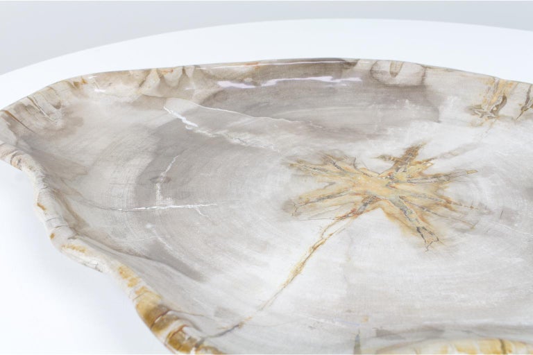 Large Petrified Wooden Plate in Beige Tones, Object Organic Origin at ...