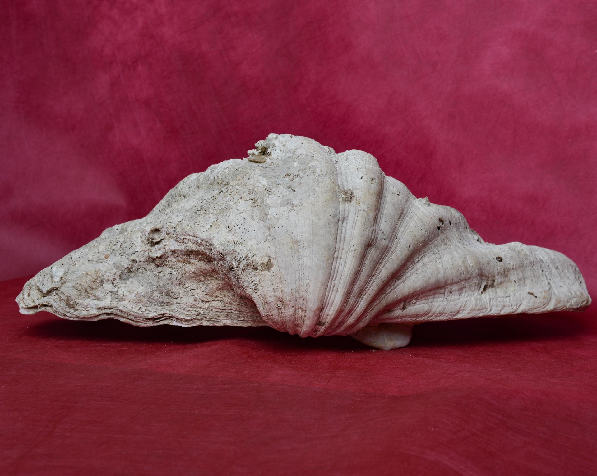 Big Shell Tridacna from Pacific Ocean For Sale at 1stDibs