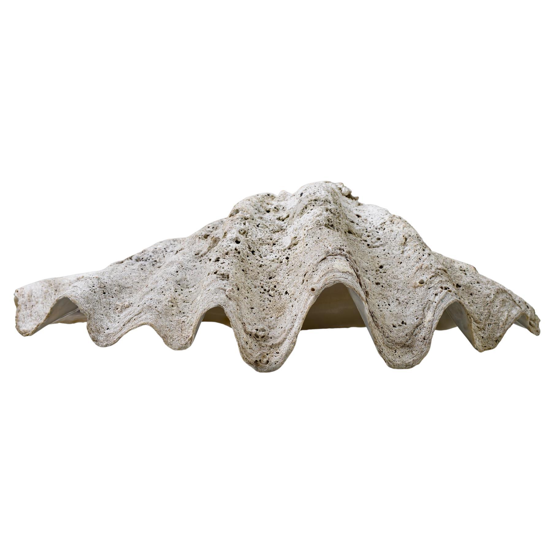 Big Shell Tridacna from Pacific Ocean For Sale at 1stDibs