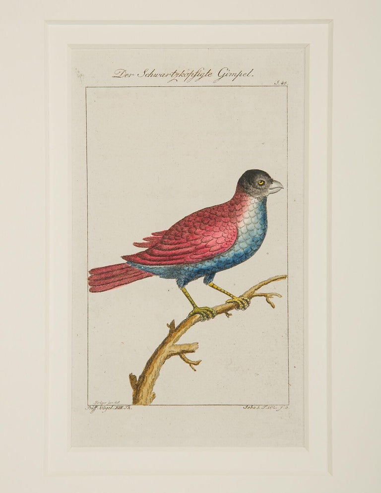 Hand-Colored Bird Engravings French 18th Century by Francois-Nicolas ...