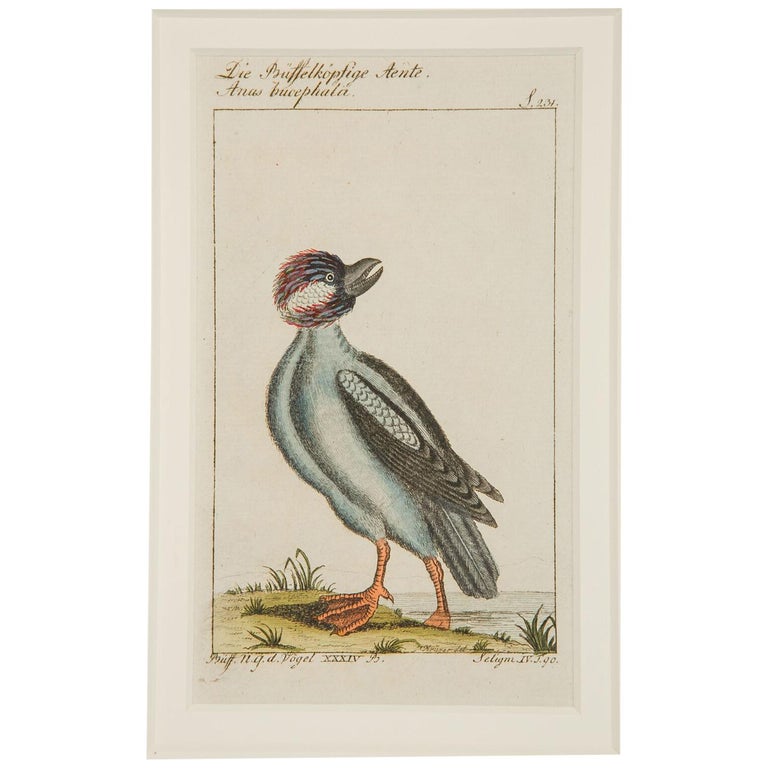 Hand-Colored Bird Engravings French 18th Century by Francois-Nicolas ...