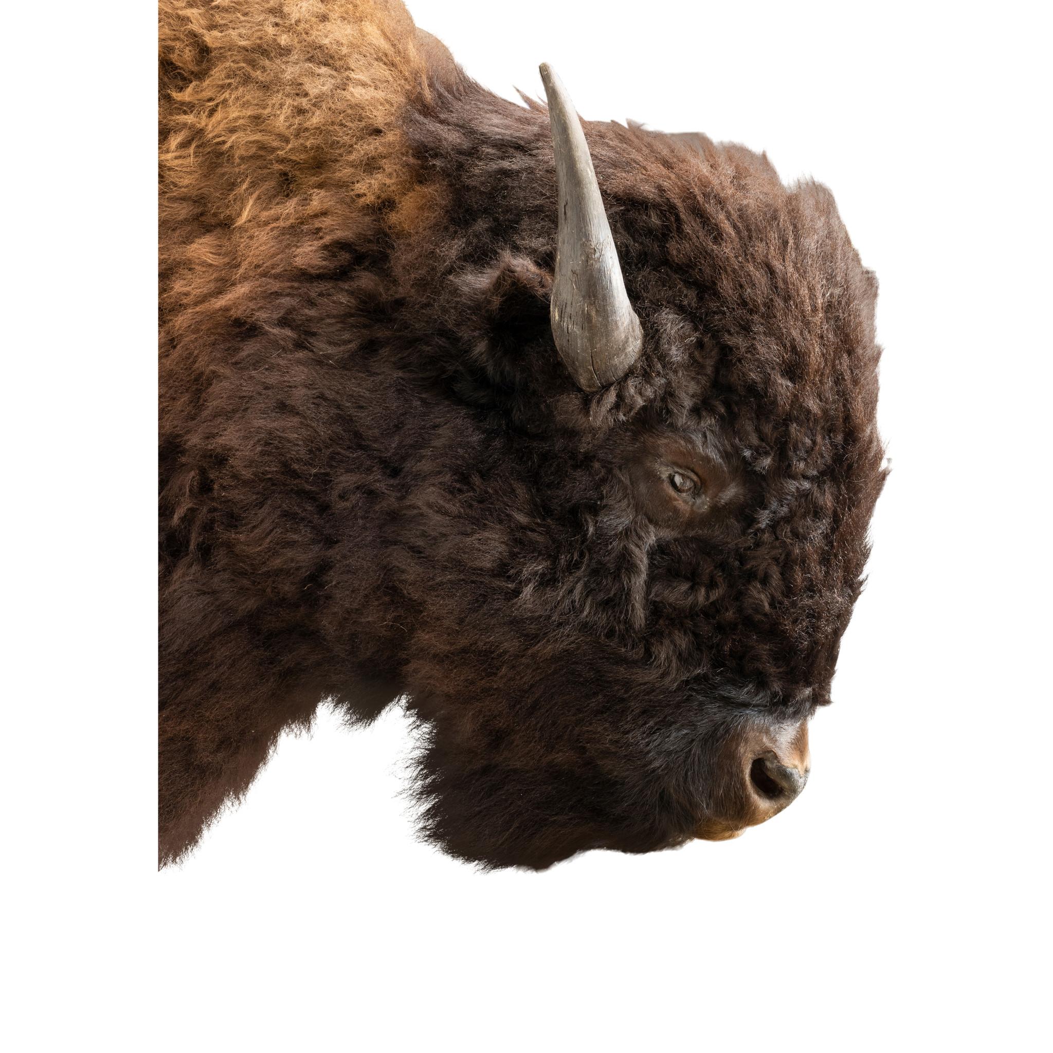 Bison Shoulder Mount For Sale at 1stDibs
