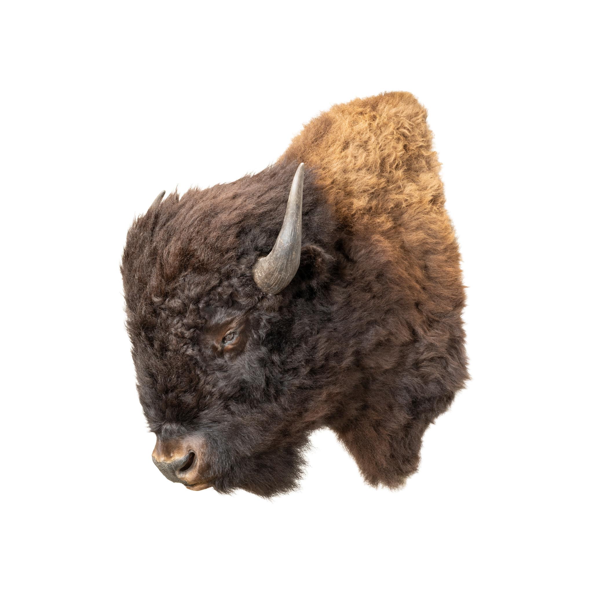 Bison Shoulder Mount For Sale at 1stDibs