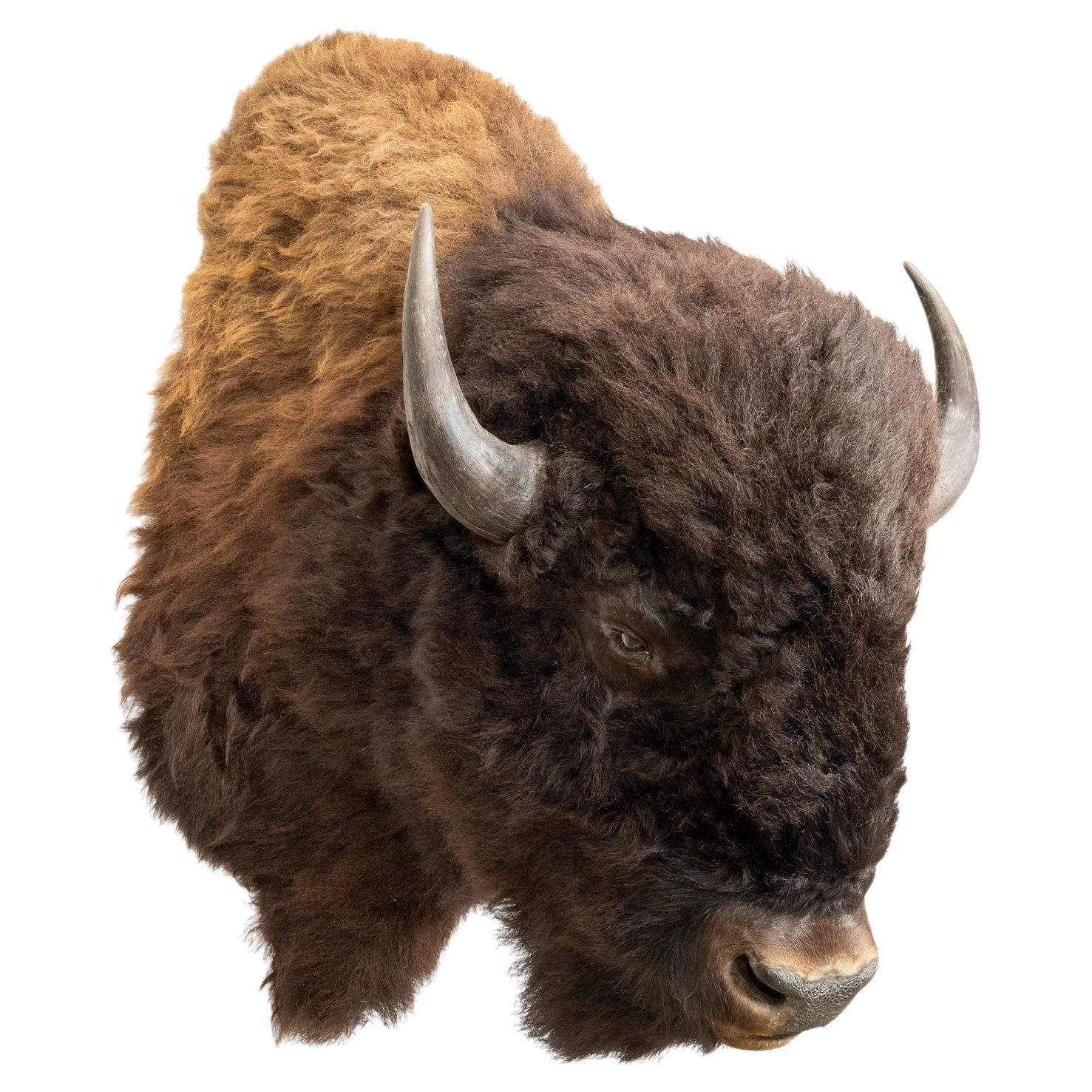 Bison Shoulder Mount For Sale at 1stDibs