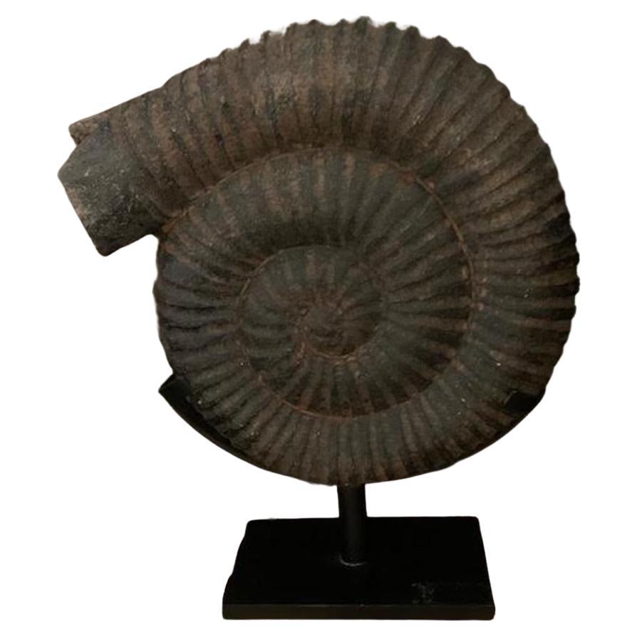 Black Ammonite Sculpture On Stand, Indonesia, Contemporary For Sale at ...