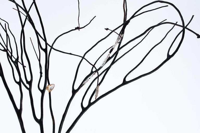 Black Coral on a Pyrite Crystal Base with a Fossil Seashell For Sale at ...