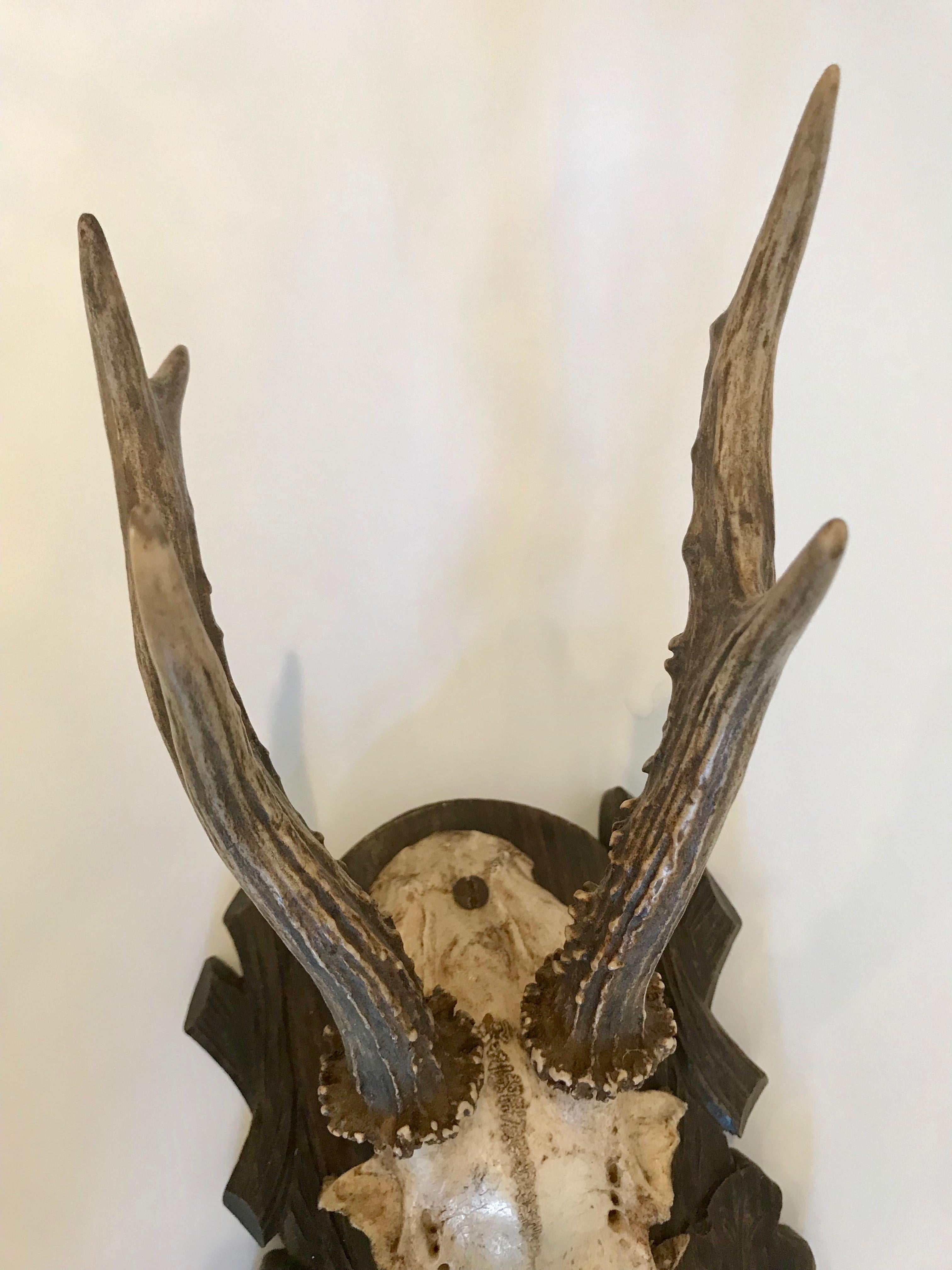 Black Forest Antlers Trophy with Leaf and Branch Decoration on the ...