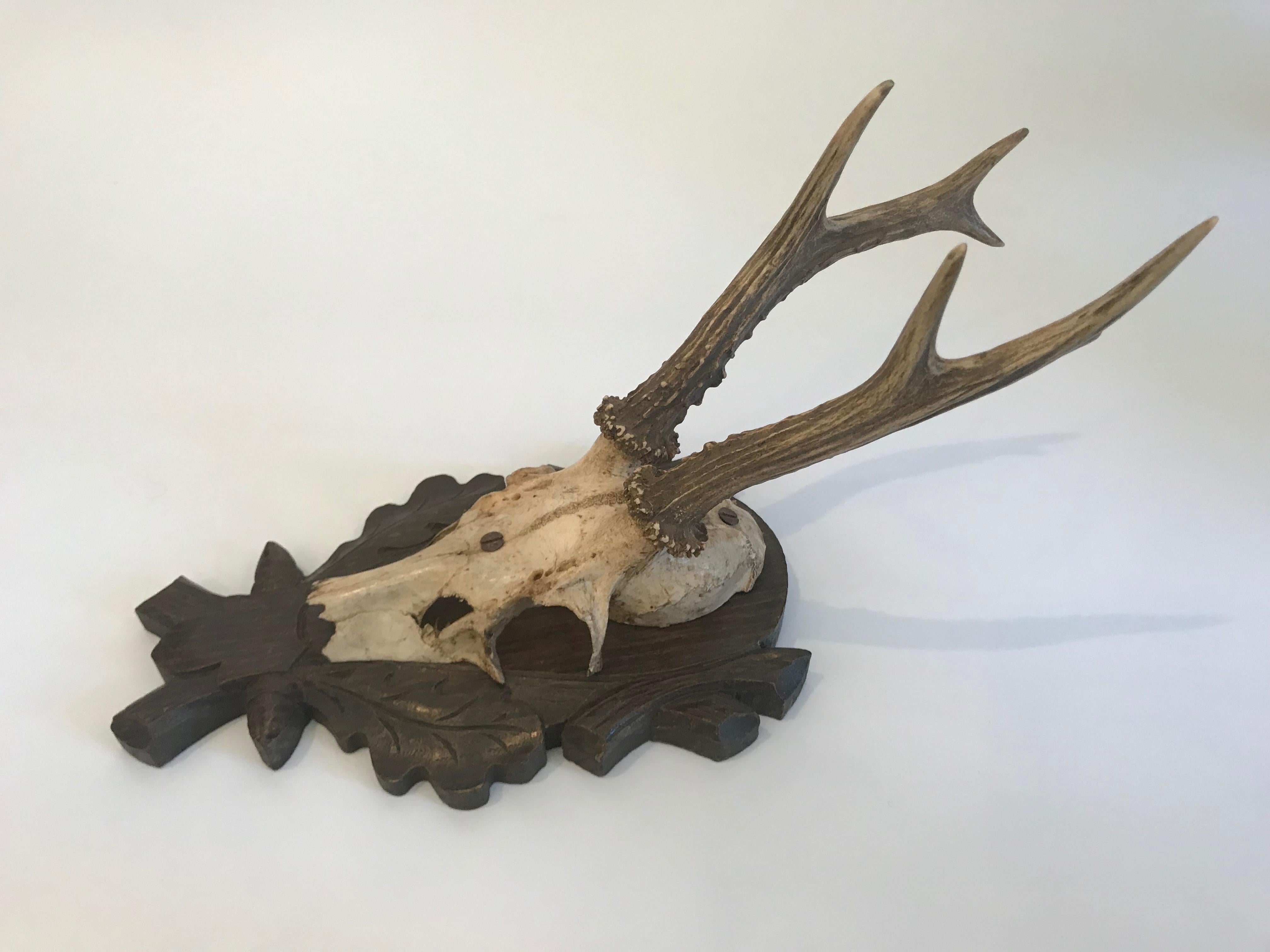 Black Forest Antlers Trophy with Leaf and Branch Decoration on the ...