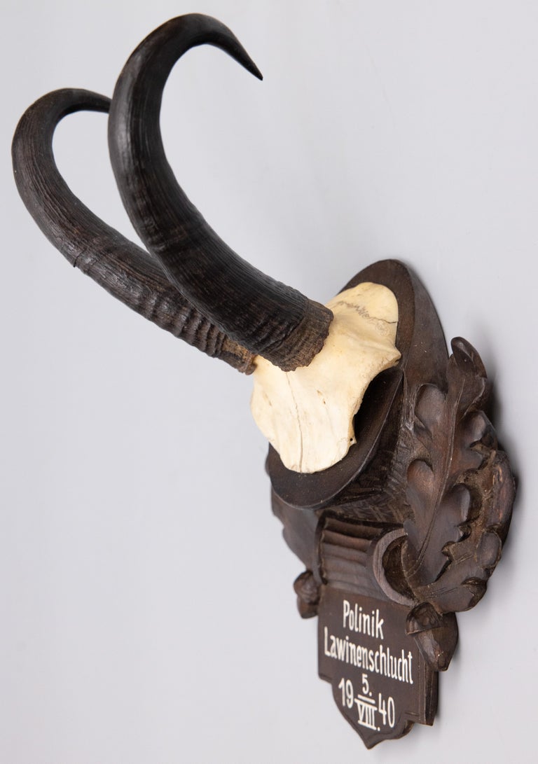 Black Forest Chamois Antlers Hunting Trophy Mount, 1940 For Sale at 1stDibs