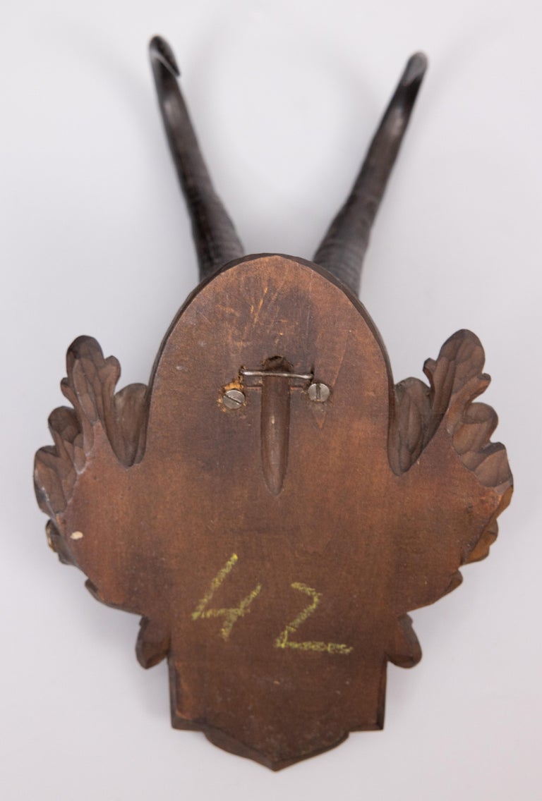 Black Forest Chamois Antlers Hunting Trophy Mount, 1940 For Sale at 1stDibs