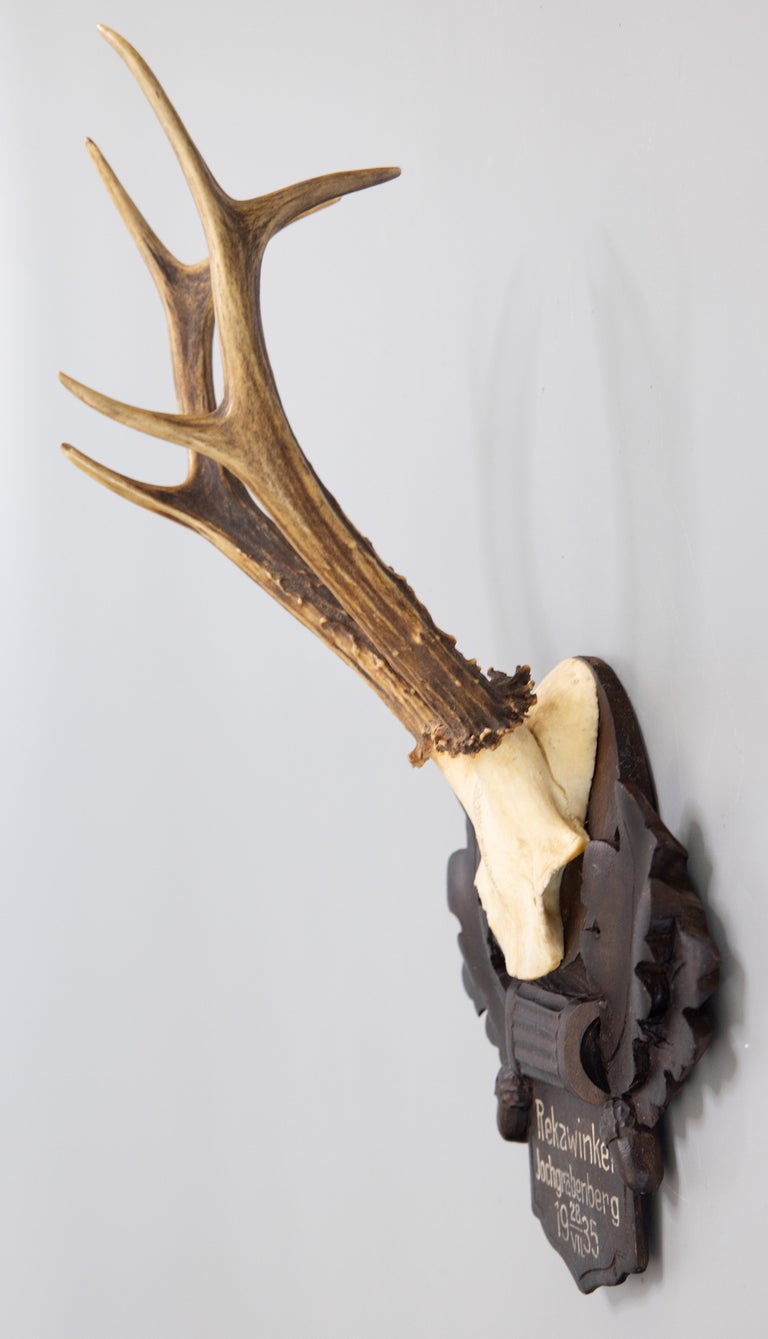Black Forest Roe Deer Antlers Hunting Trophy Mount, 1935 For Sale at ...
