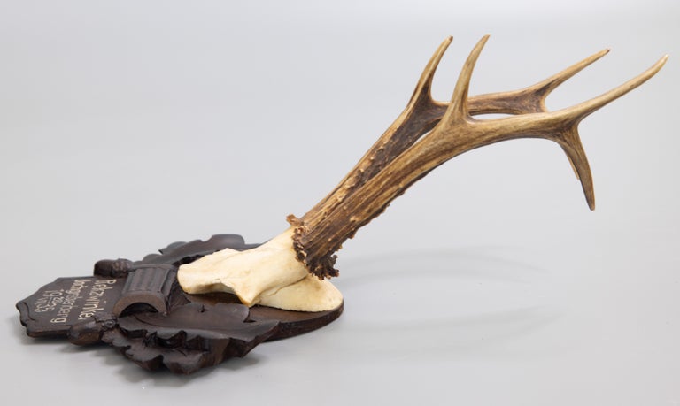 Black Forest Roe Deer Antlers Hunting Trophy Mount, 1935 For Sale at ...
