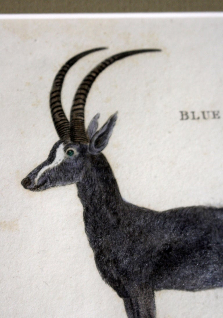 Blue Antelope Engraved Print from George Shaw's "Systematic Natural ...