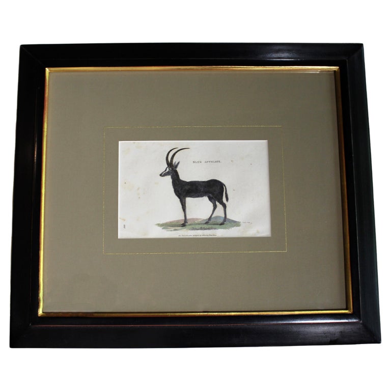 Blue Antelope Engraved Print from George Shaw's "Systematic Natural ...