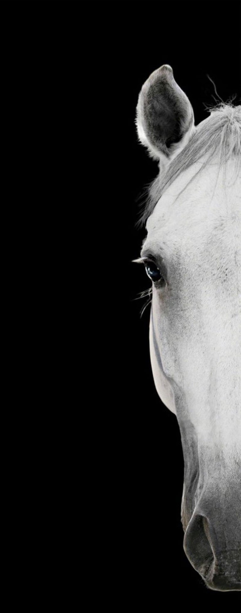 Bob Tabor - 71_mg_0355 For Sale at 1stDibs