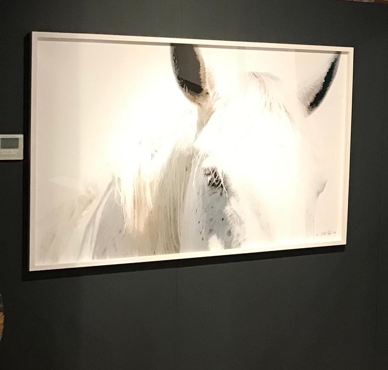 Bob Tabor - Horse Portrait 27 For Sale at 1stDibs