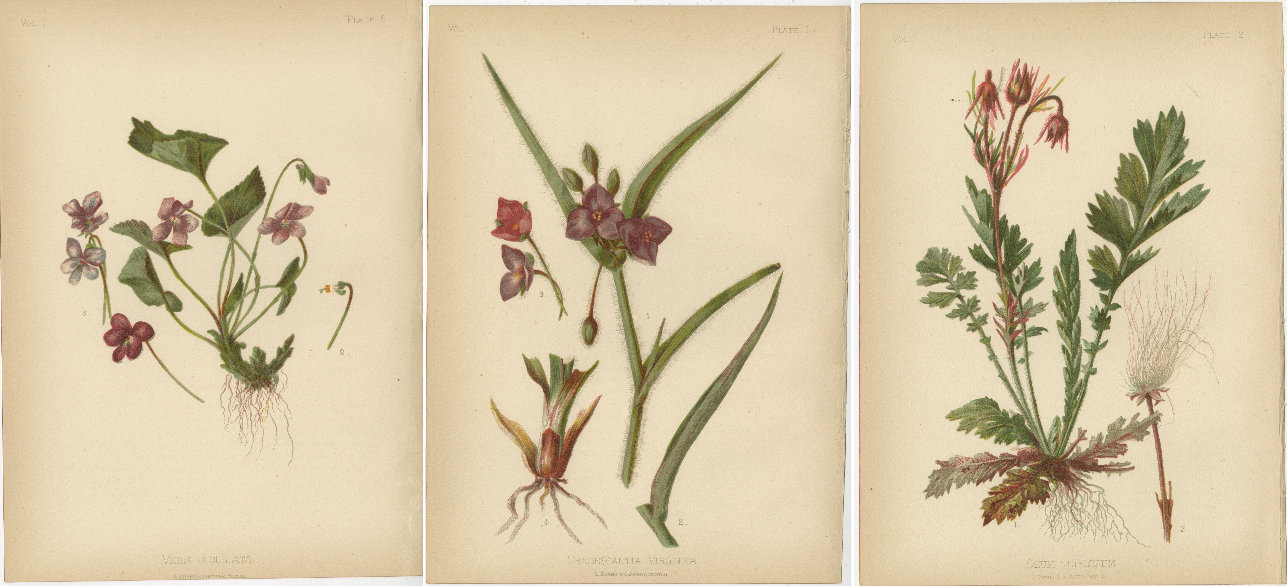 Botanical Elegance: A Triptych of North American Flora, 1879 at 1stDibs