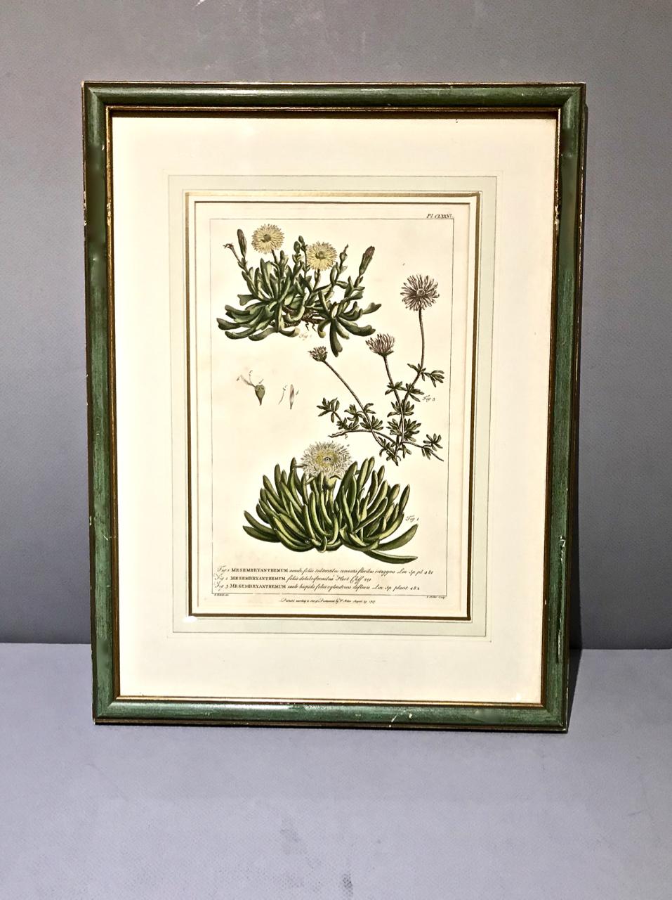 Botanical Engravings, circa 1750, Set of 4 at 1stDibs