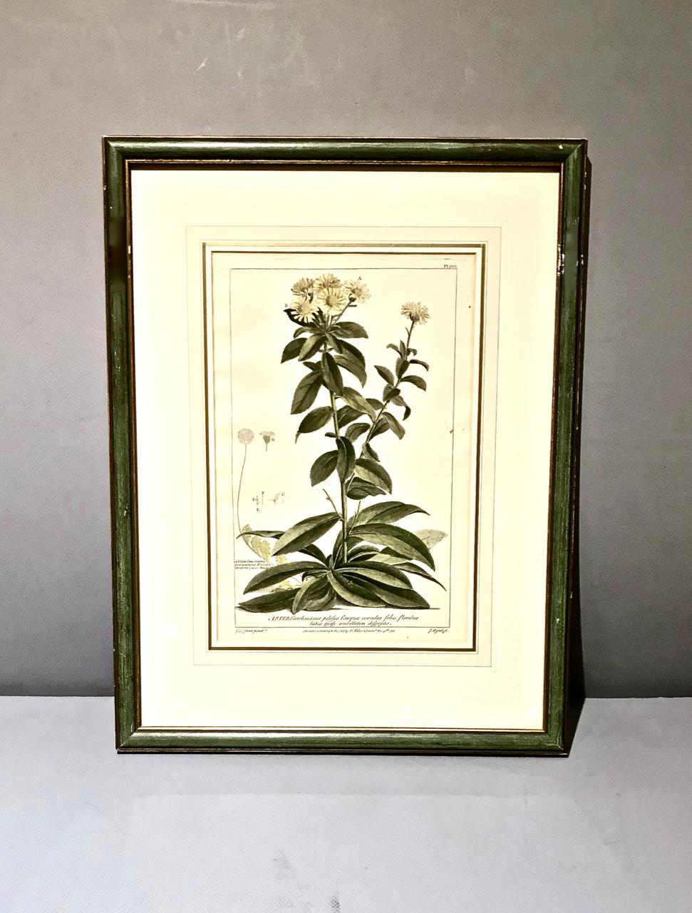 Botanical Engravings, circa 1750, Set of 4 at 1stDibs