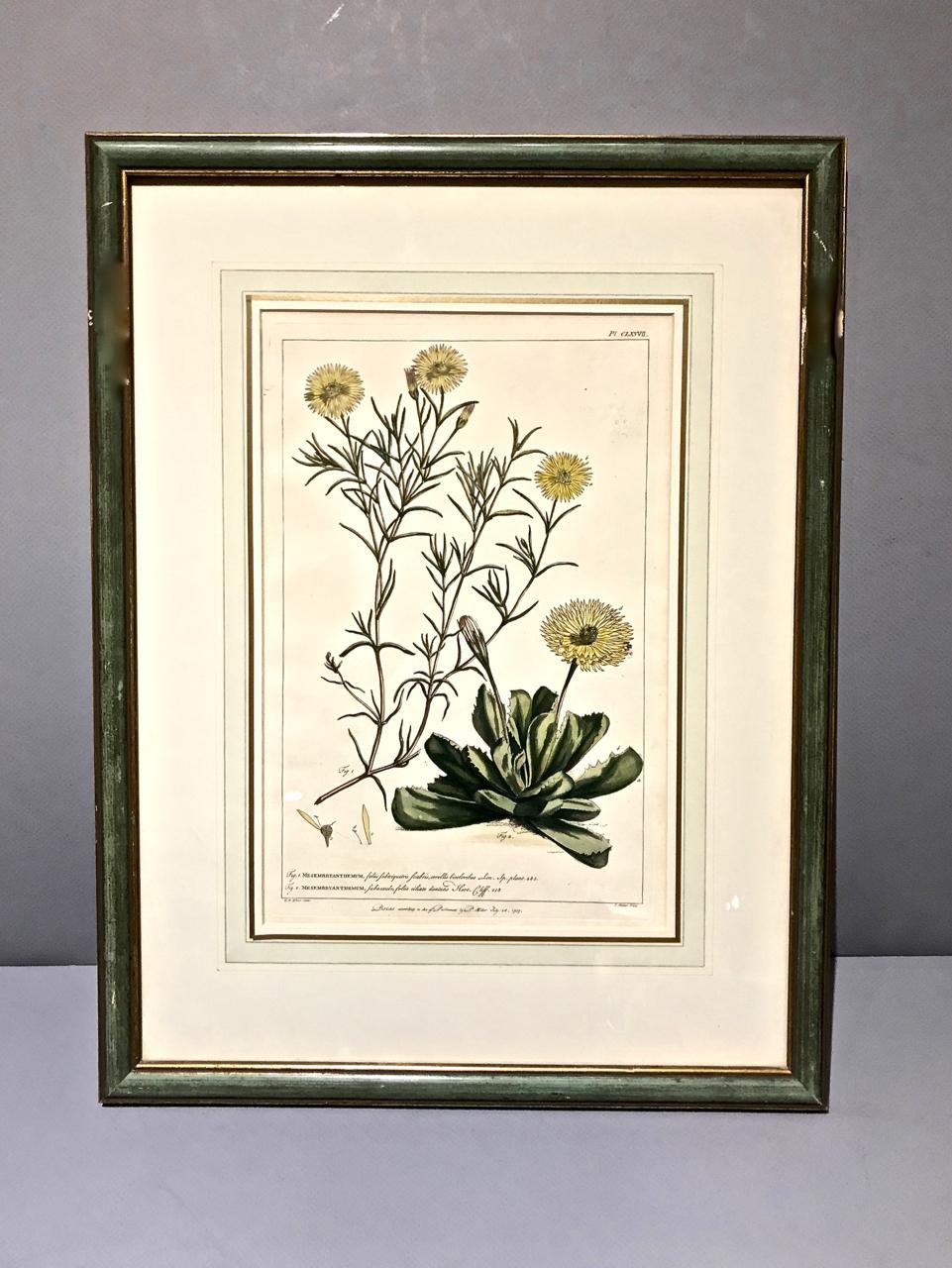 Botanical Engravings, circa 1750, Set of 4 at 1stDibs